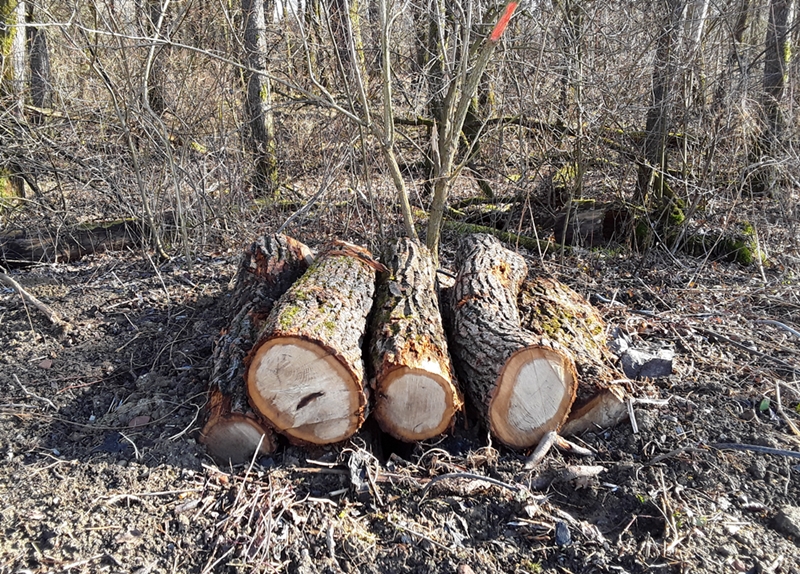 danijela-kodrnja-gnezdisce-za-rogace - Kozjansko.info